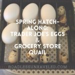 Hatching Trader Joe’s Fertile Eggs and Grocery Store Quail – Road Less ...
